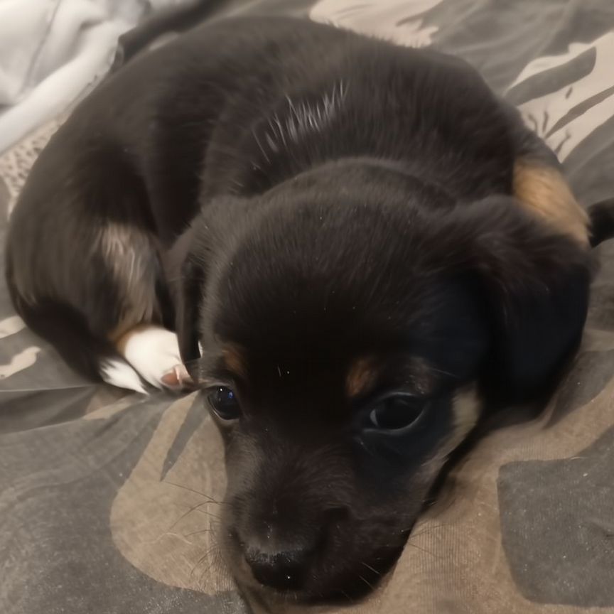 Щенок в добрые руки