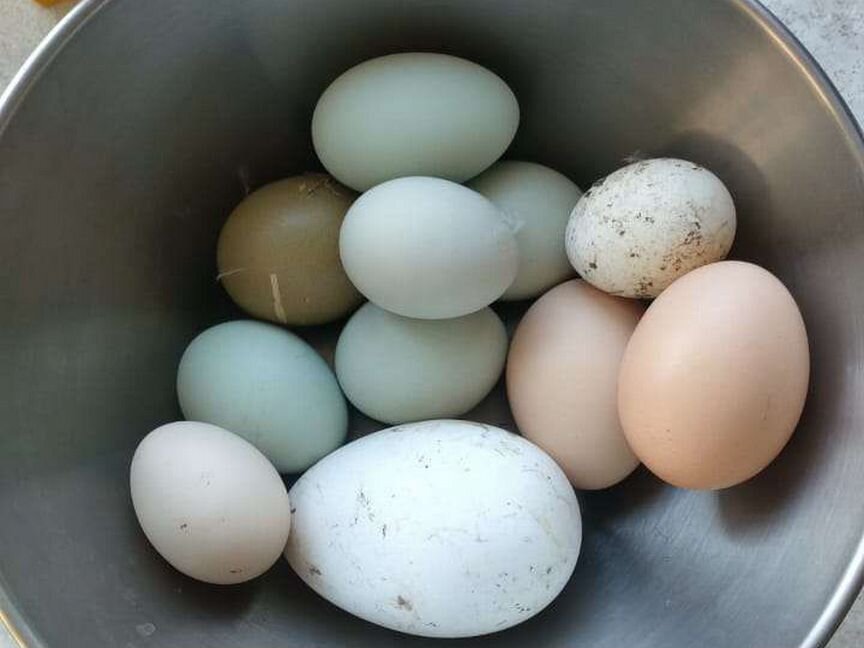 Яйца инкубационные