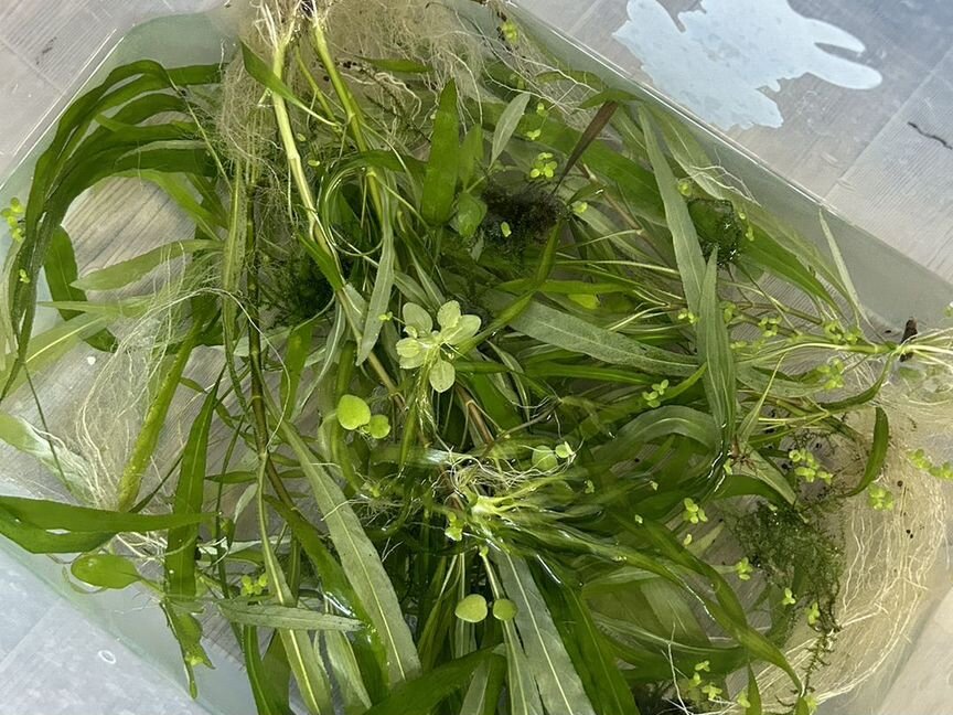 Аквариумные растения за шоколадку