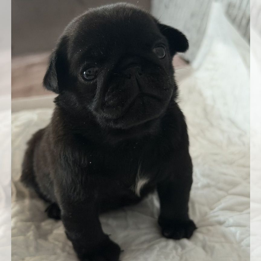 Мопс, щенок