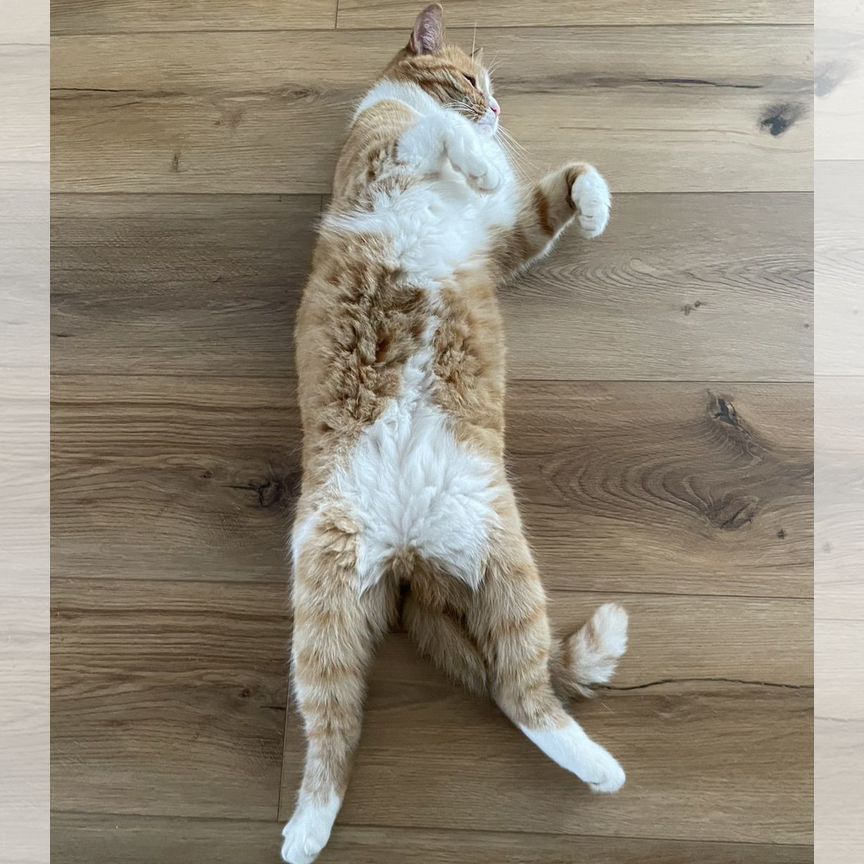 Кот рыжий