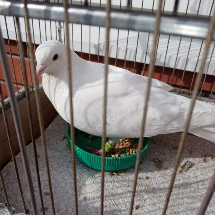 Потерялся голубь в тимофеевке