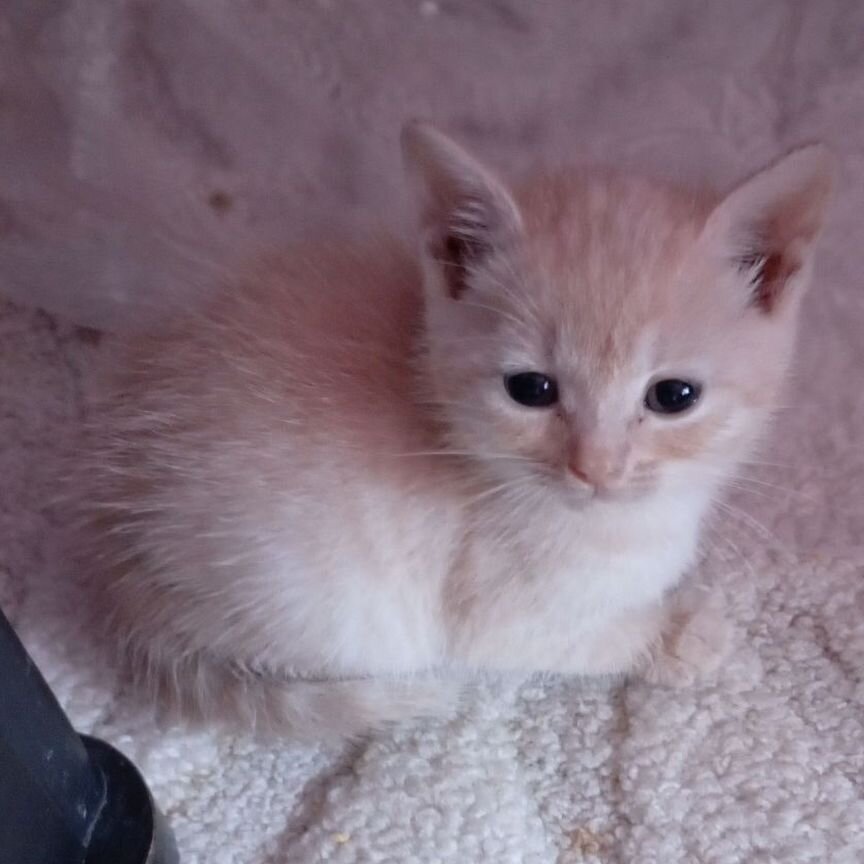 Котята в добрые руки бесплатно
