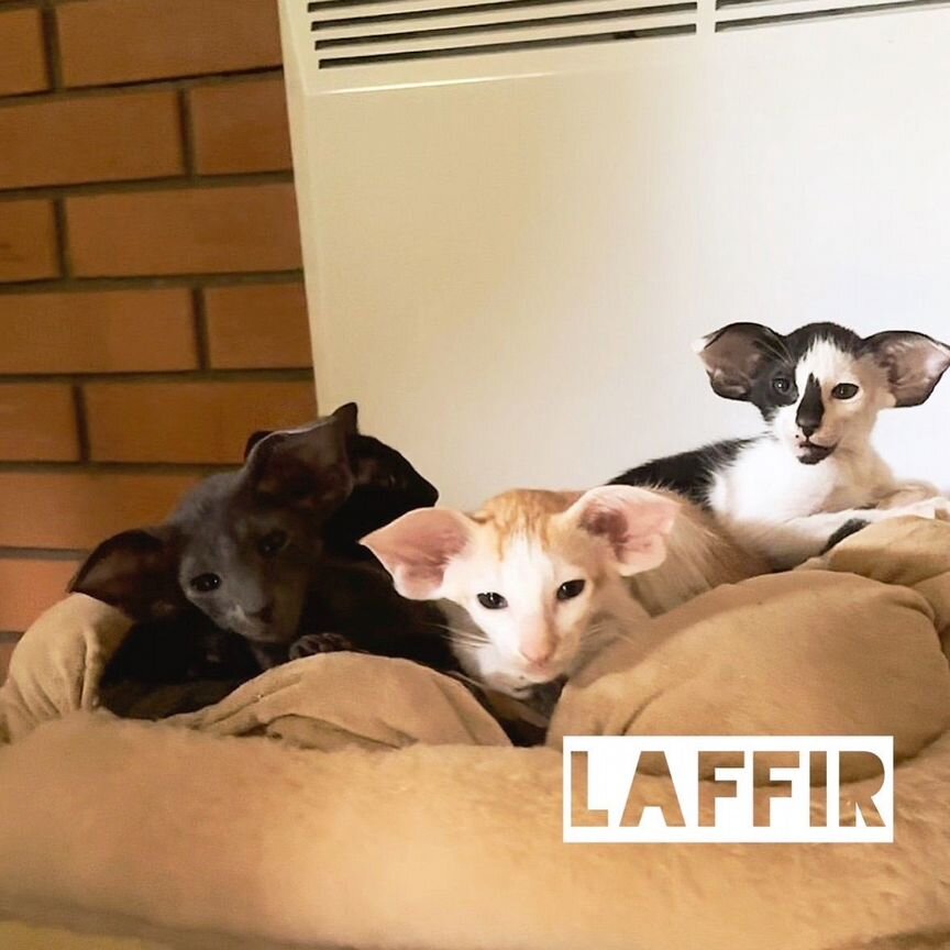 Экстремальные ориентальные котята