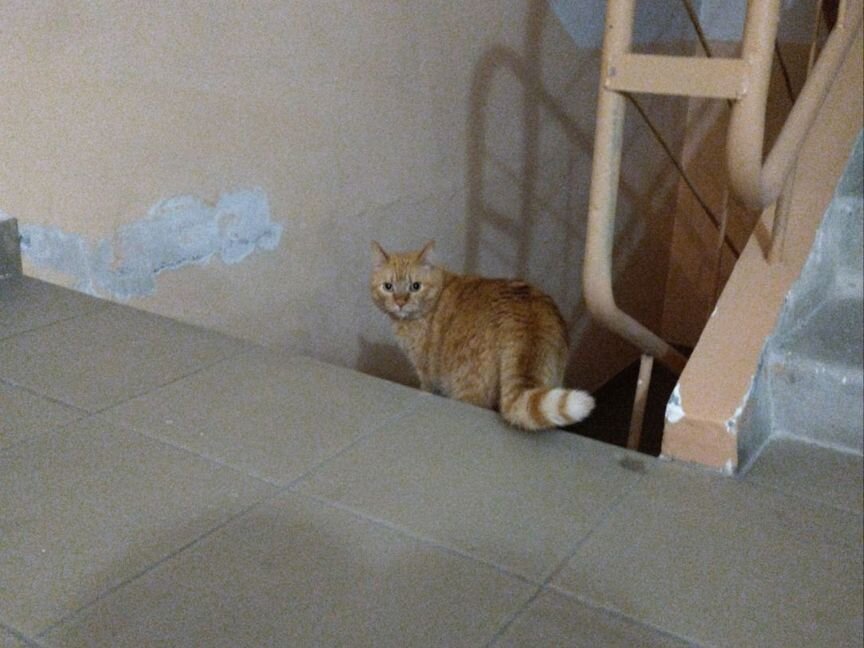 Цена не указана