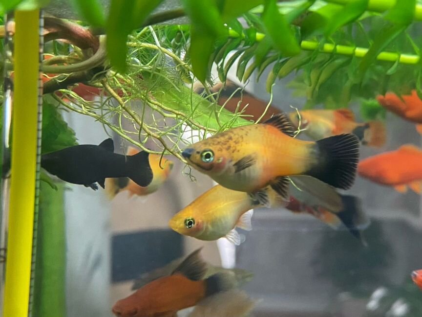Рыбки для аквариума