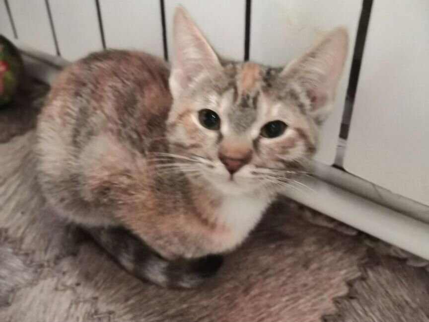 Кошечка ищет дом