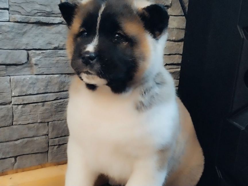 Щенки американской акиты девочки