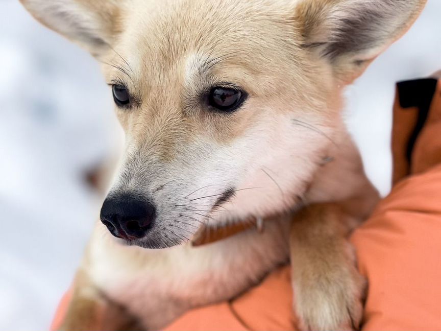 Маленькая лисичка