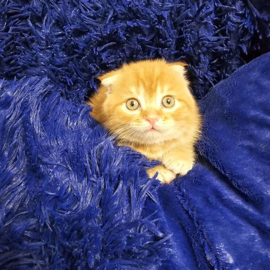 Шотландский котенок