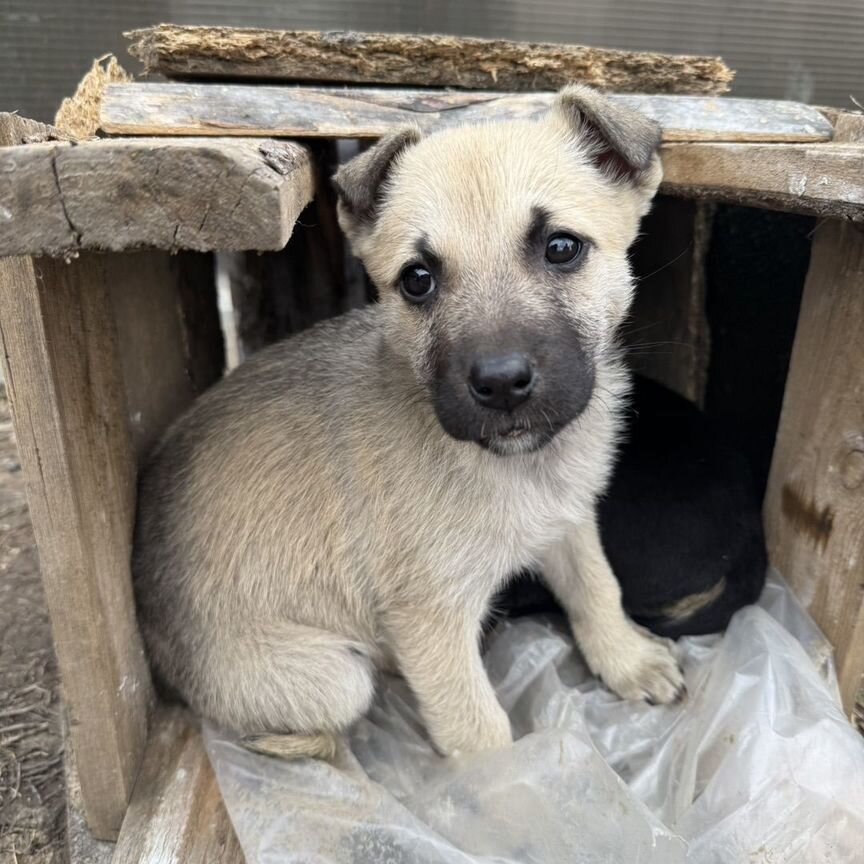 Щенки ищут дом