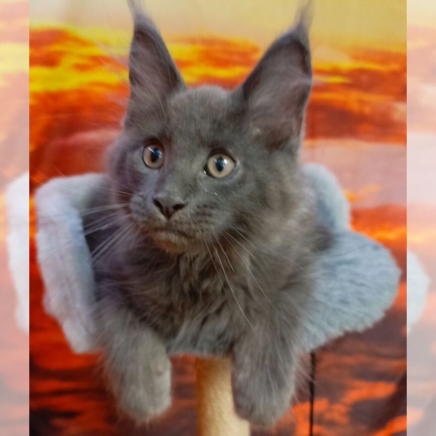 Мейн-кун котёнок