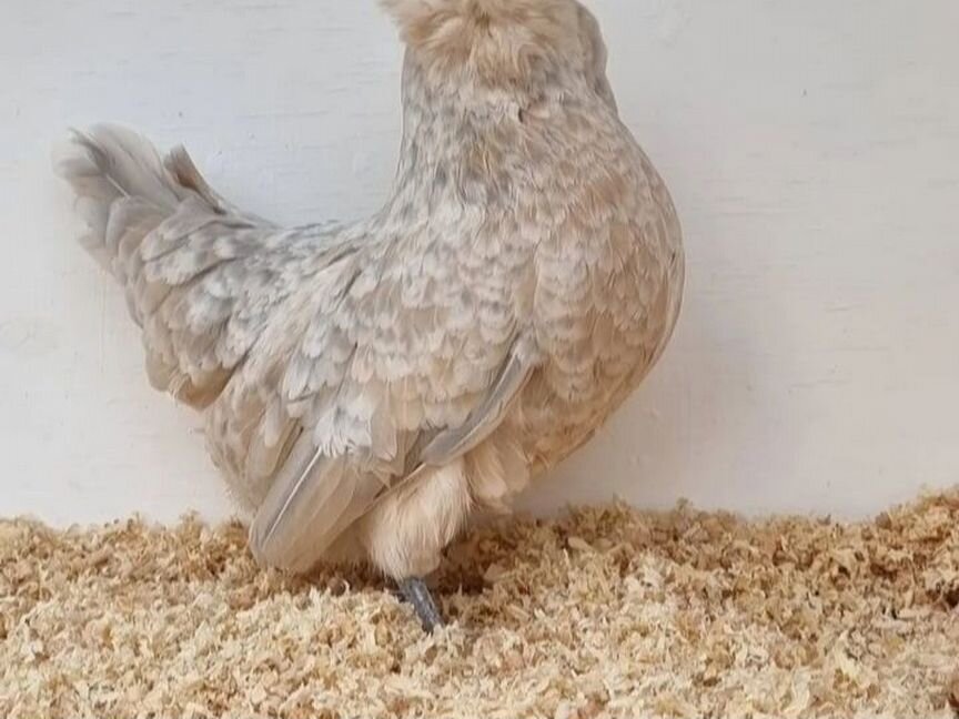 Семья кур антверпенская бородатая