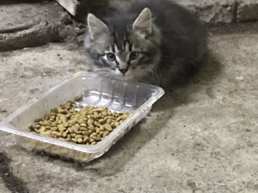 Котенок пушистый