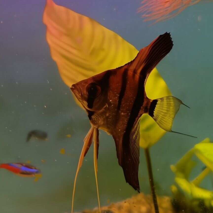 Аквариумистика