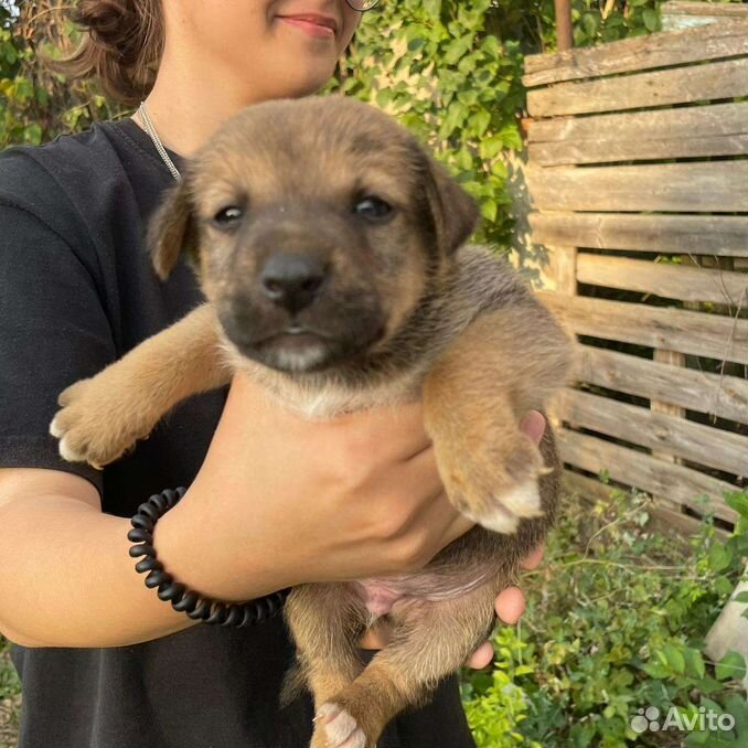 Кутята в дар