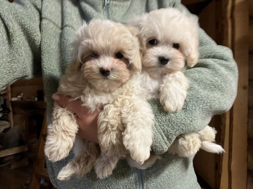 Мальтпу f1 девочки