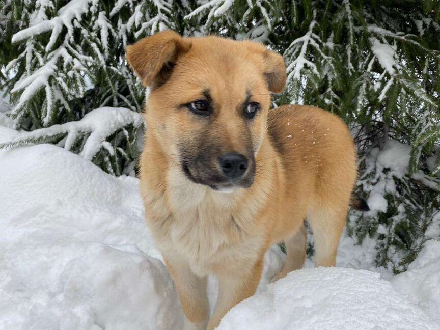 Щенки коротколапики