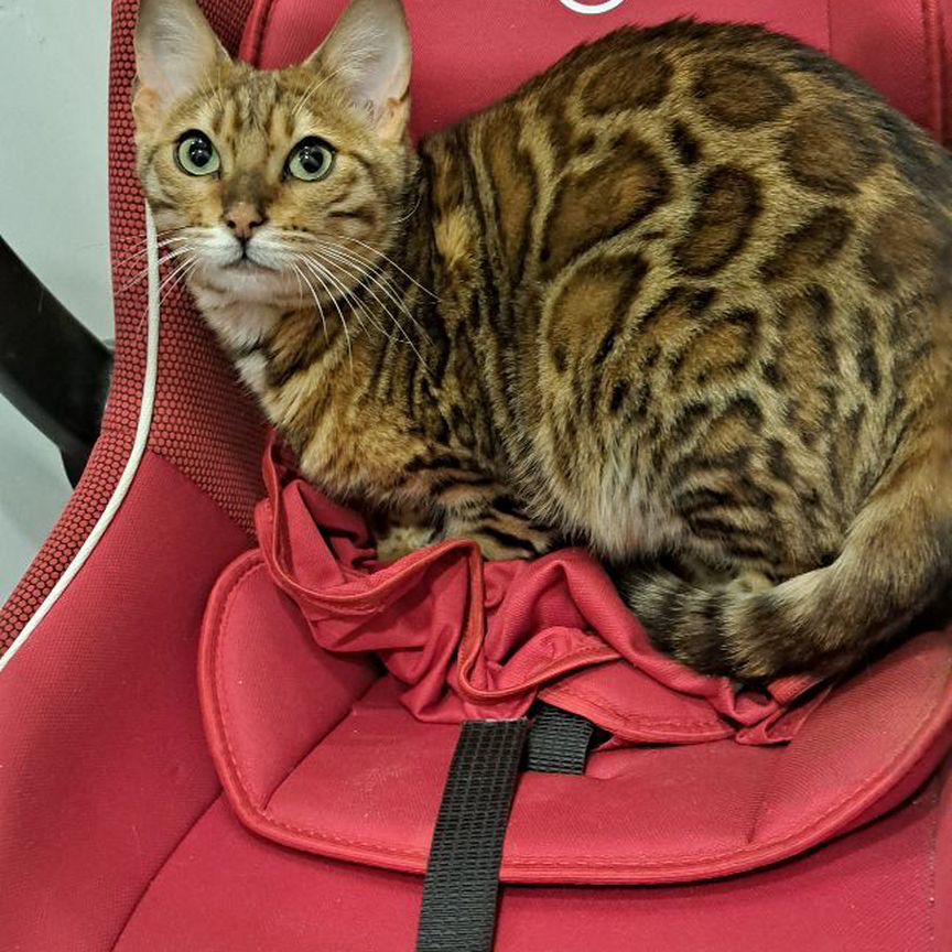 Бенгальская кошка