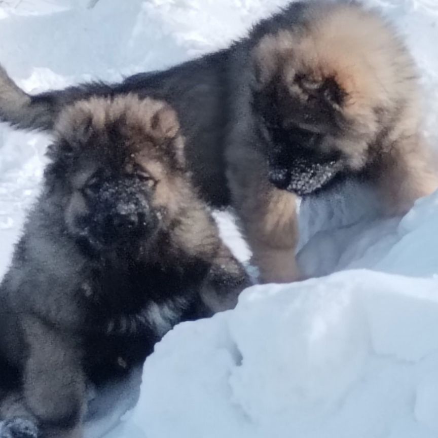 Кавказская овчарка, щенок