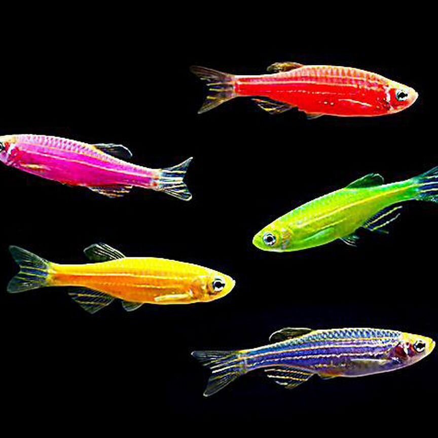 Данио глофиш