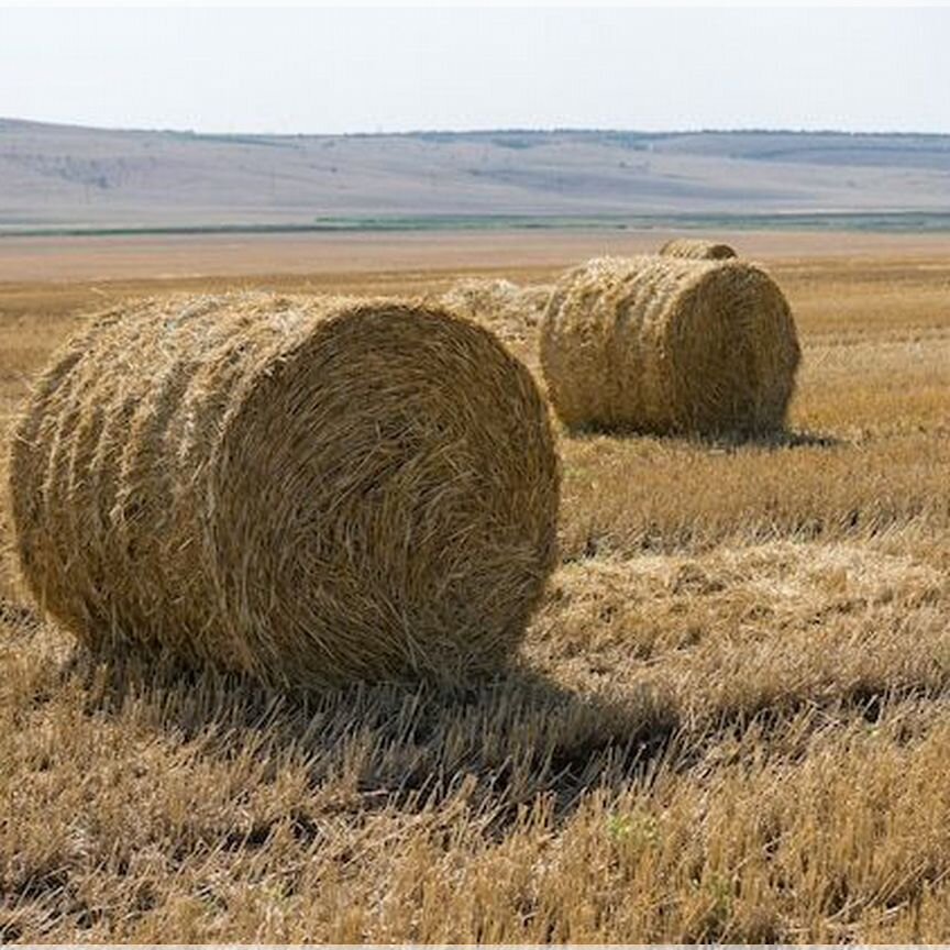 Сено люцерны в тюках