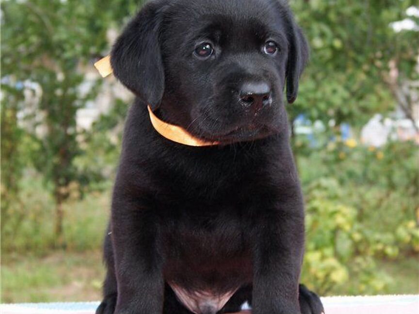 Щенки лабрадора черные