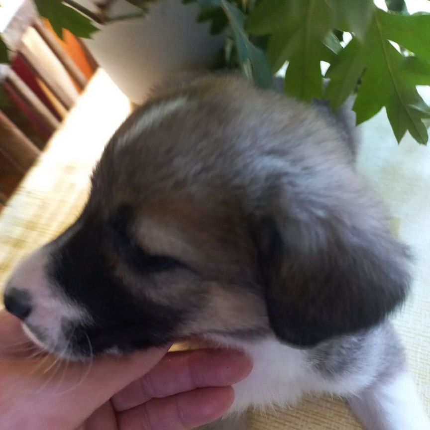 Девочка в добрые руки