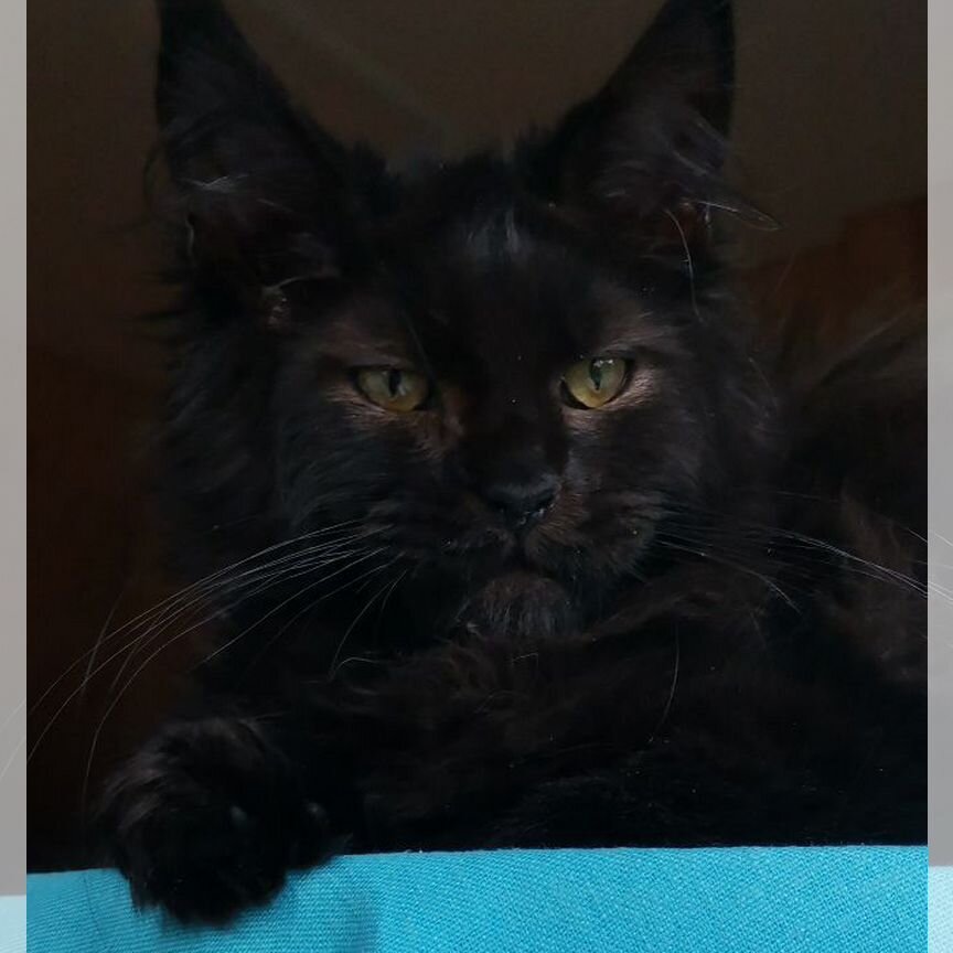 Котята мейн-кун
