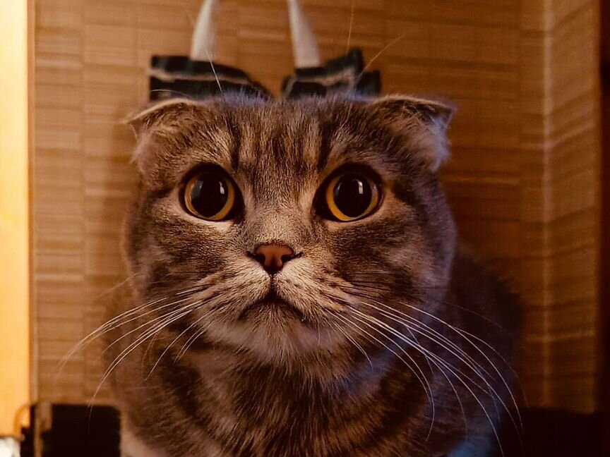 Шотландская вислоухая кошка бесплатно