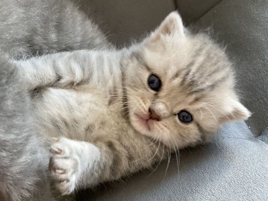 Британские вислоухие котята