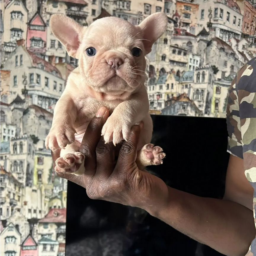Французский бульдог, щенок