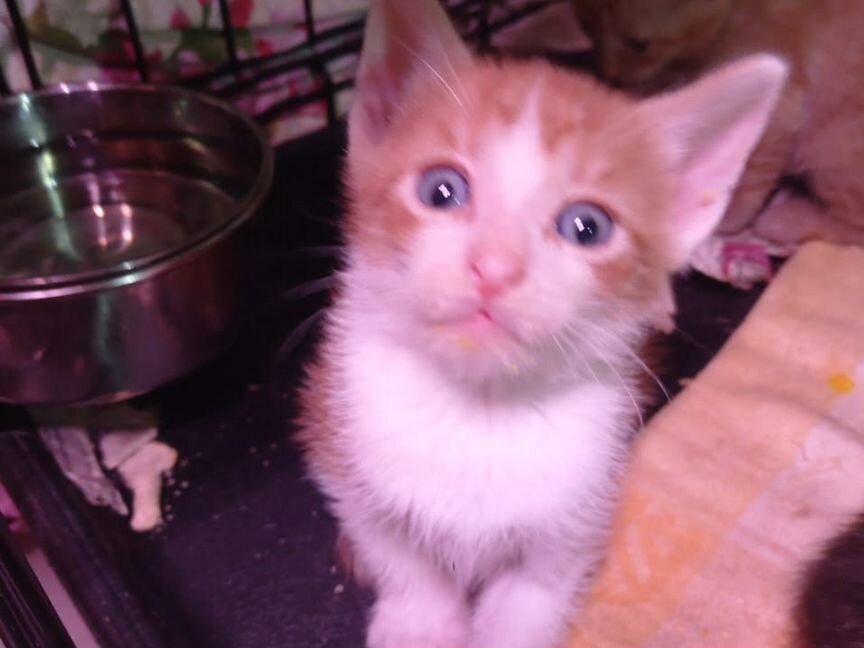 Солнышко в дом 1 месяц