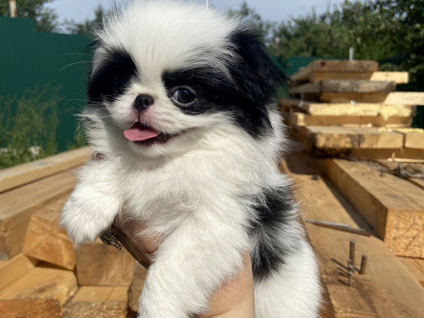 Щенки Японский хин