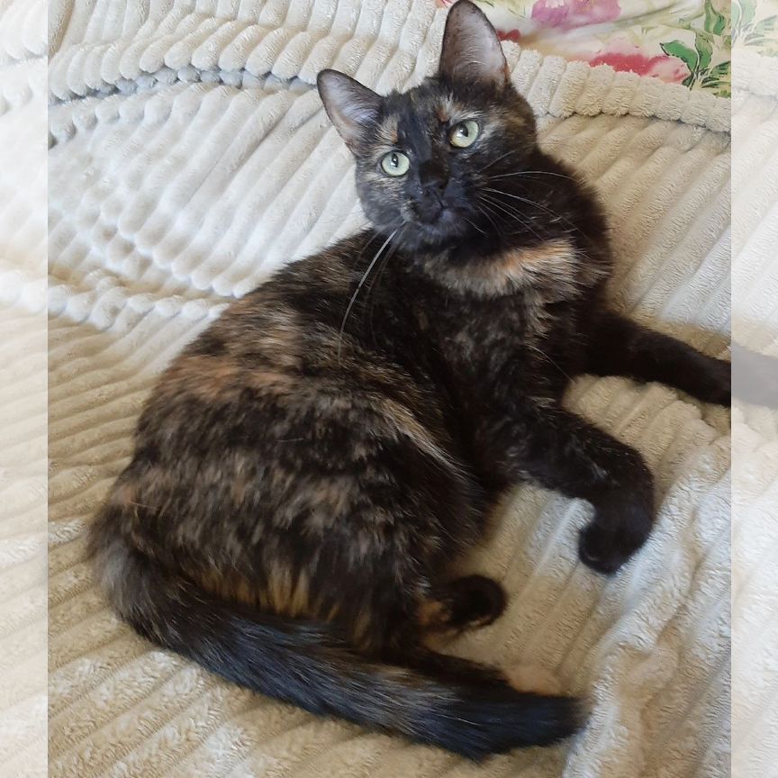 Кошка в добрые руки