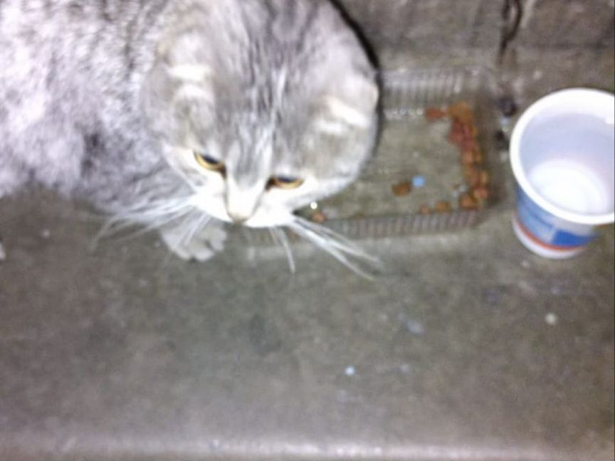 Шотландская вислоухая кошка бесплатно