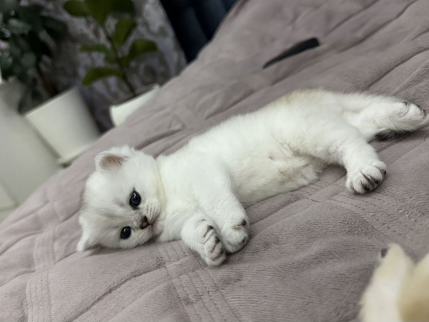 Котята британская шиншилла