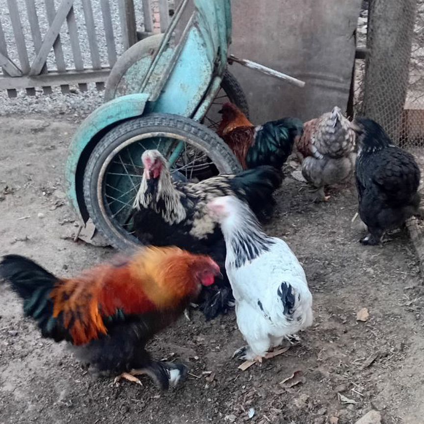 Продам петухов