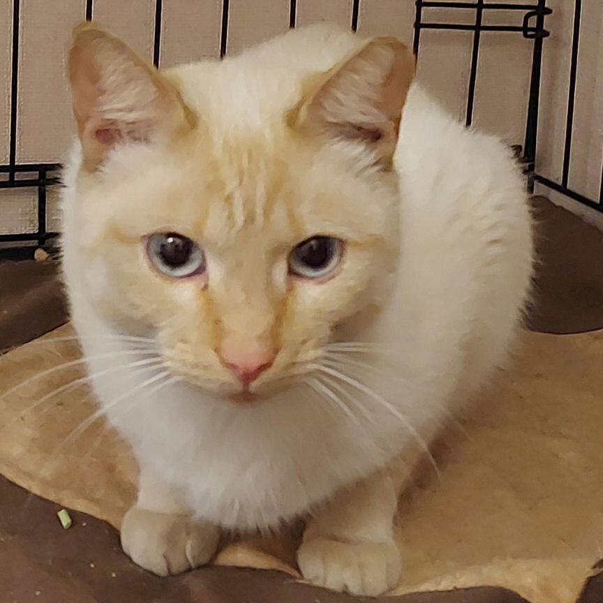 Тайский кот, взрослый