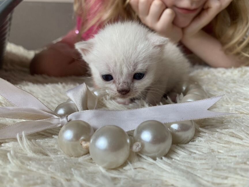 Котята на бронирование