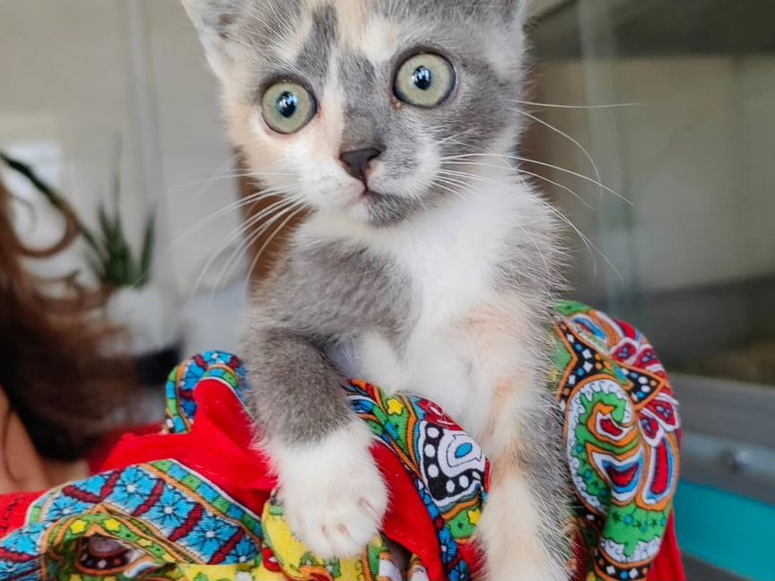 Котенок Лейла ждет маму