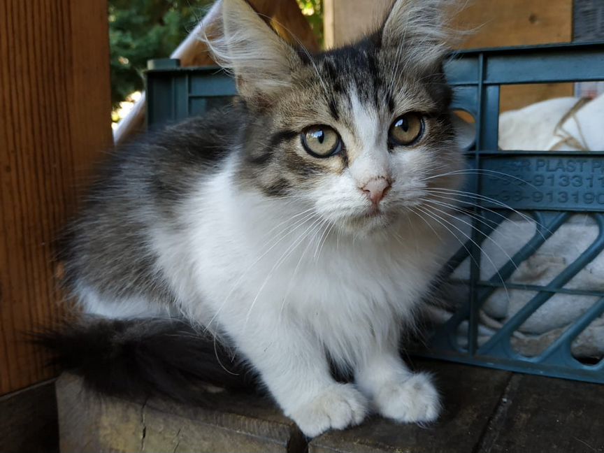 Кошка