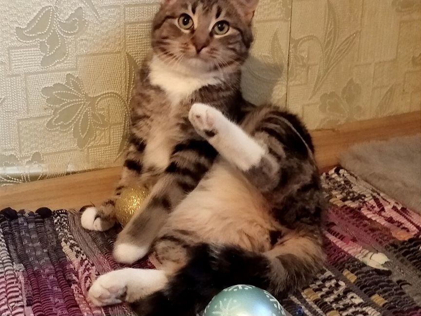 Маленькая Кошечка в добрые руки