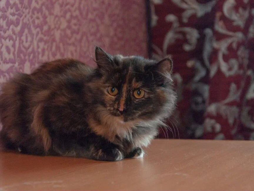 Котенок в добрые руки