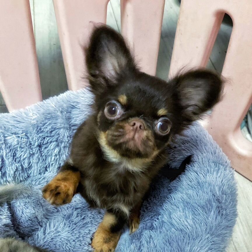 Красивейшая мини шоколадка (доставка)