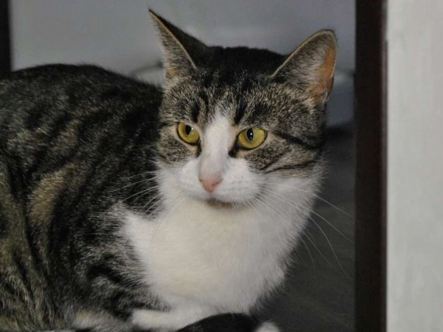 Кошка Асти 1,5 года
