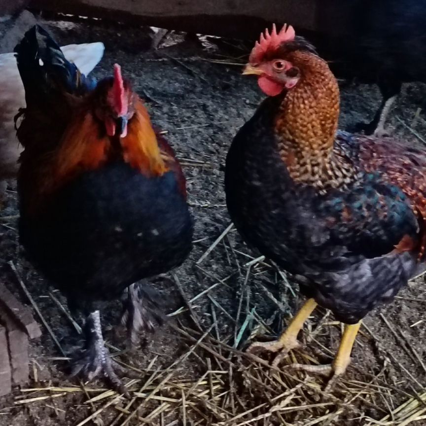 Молодые петушки