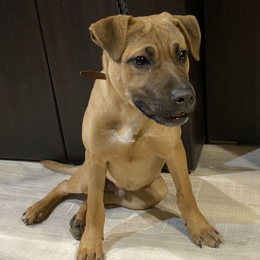 Щенок питбуль