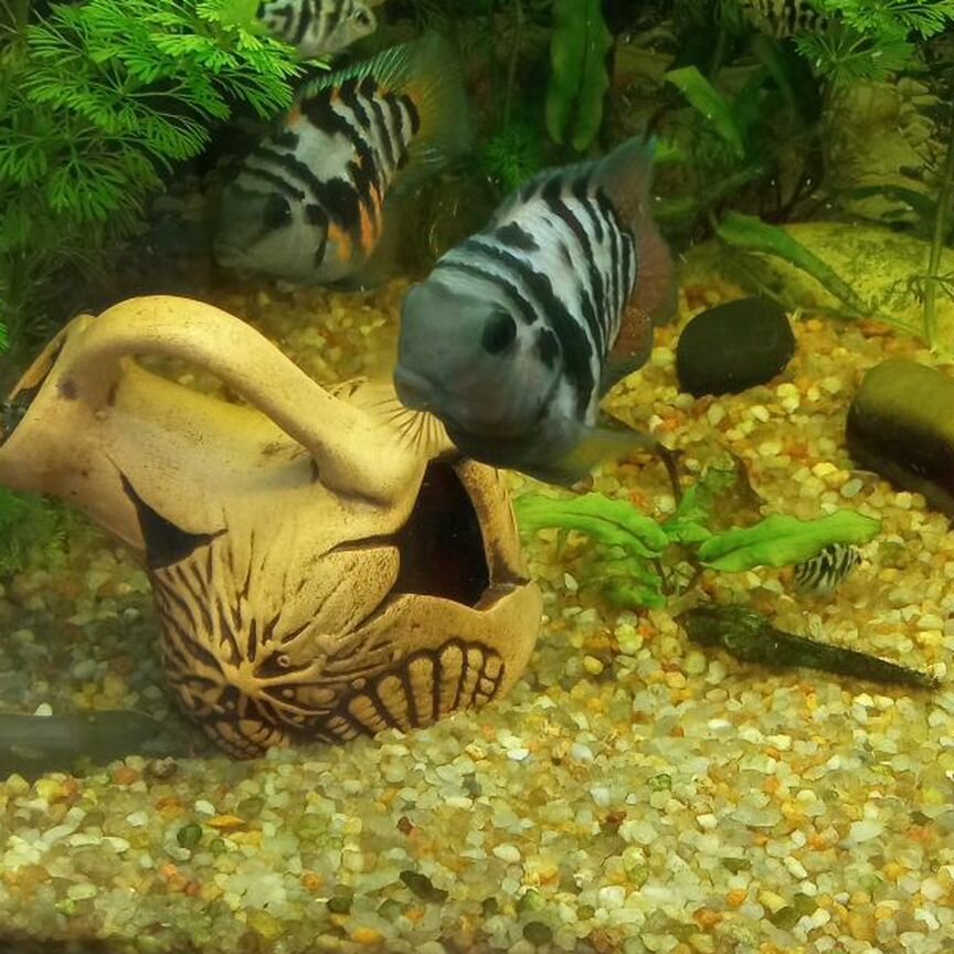 Сапфировые попугаи пара 10р