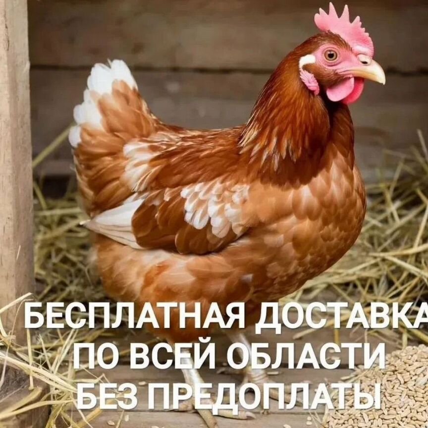 Куры-несушки доставка в Сухиничи